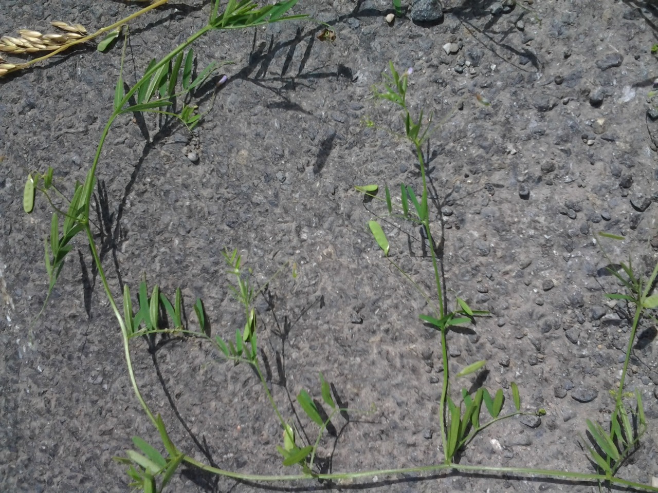 Vikev úzkolistá - Vicia angustifolia :: Rostliny lučních a pastevních ...