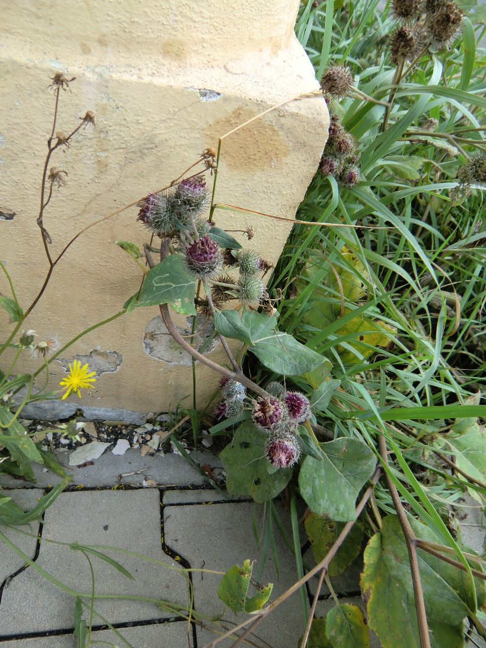 Lopuch větší - Arctium lappa :: Rostliny lučních a pastevních porostů ...