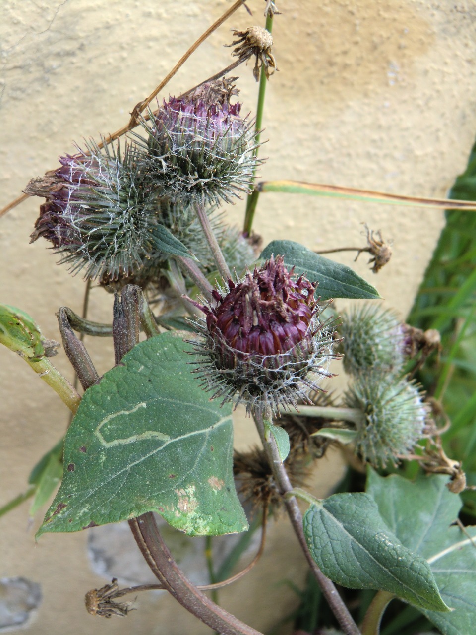 Lopuch větší - Arctium lappa :: Rostliny lučních a pastevních porostů ...