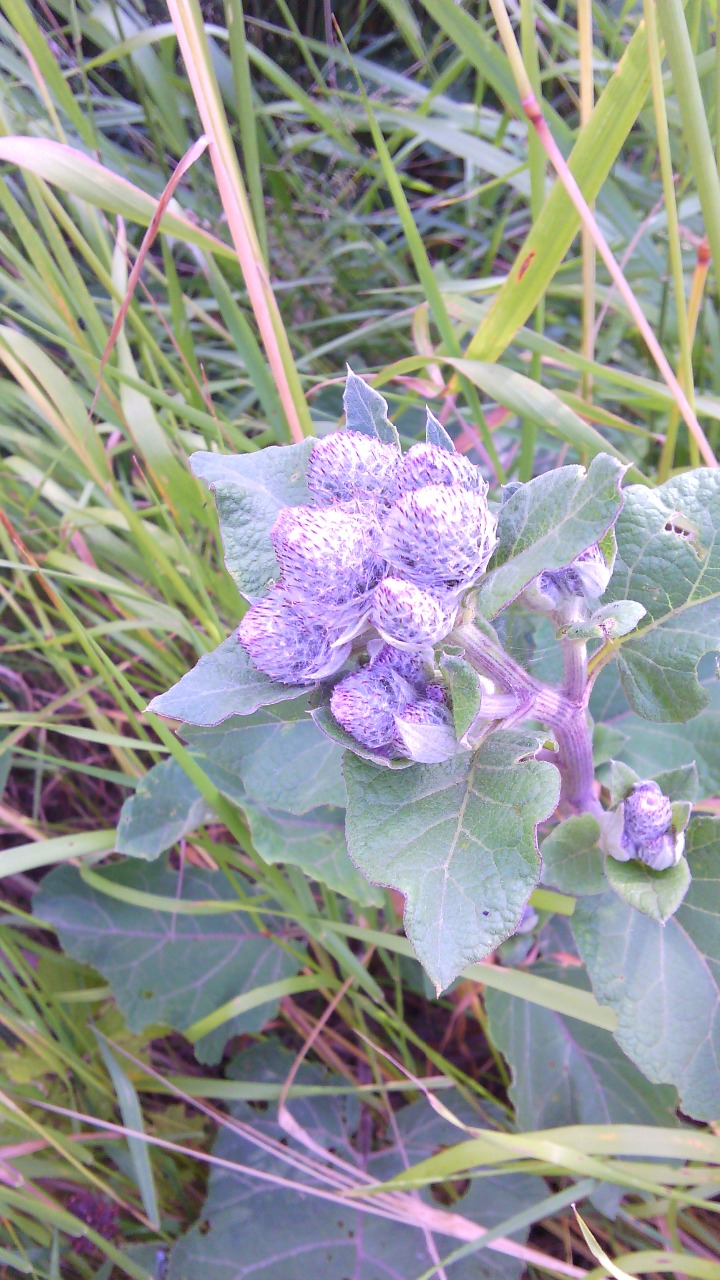 Lopuch plstnatý - Arctium tomentosum :: Rostliny lučních a pastevních ...