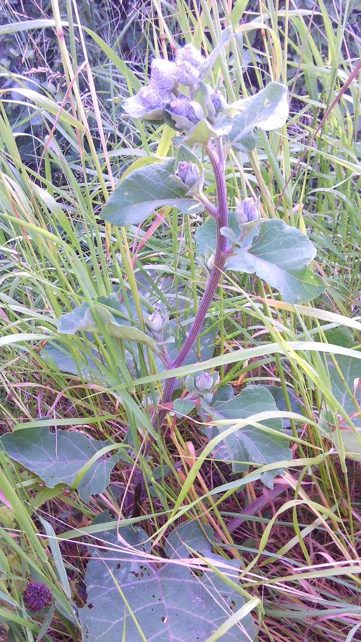 Lopuch plstnatý - Arctium tomentosum :: Rostliny lučních a pastevních ...