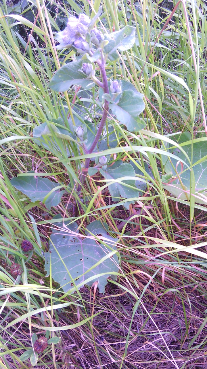 Lopuch plstnatý - Arctium tomentosum :: Rostliny lučních a pastevních ...