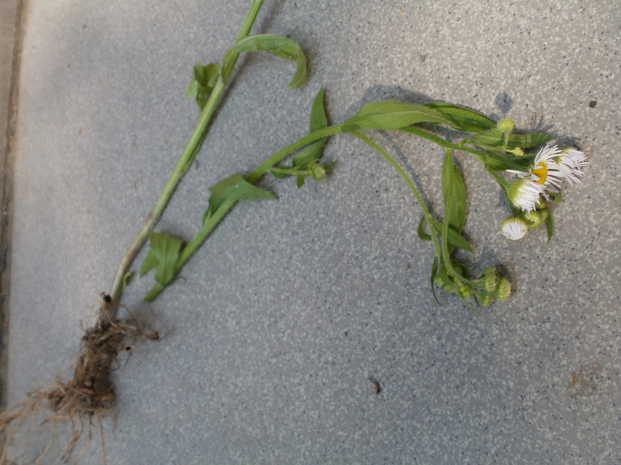 Turan roční - Erigeron annuus :: Rostliny lučních a pastevních porostů ...