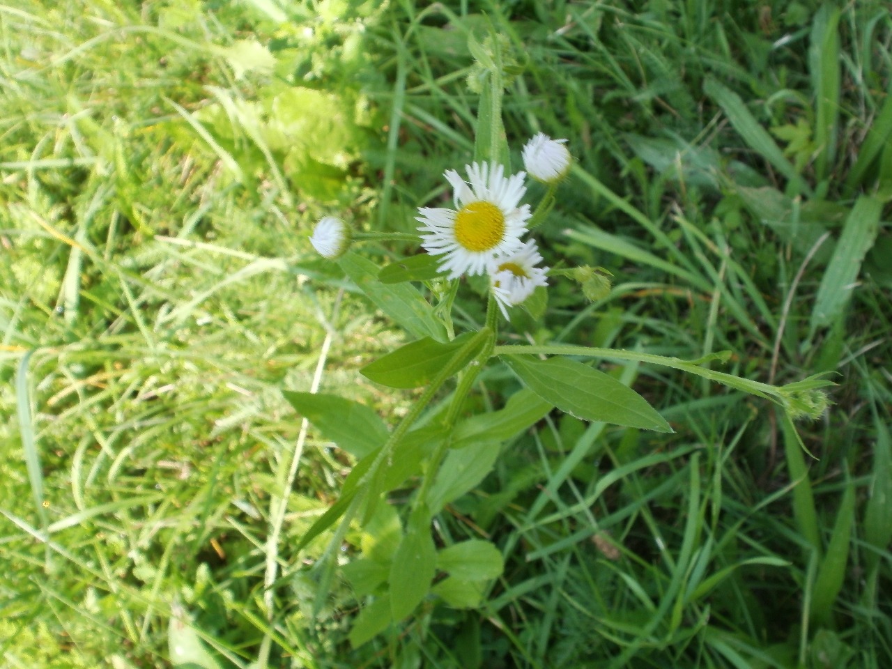 Turan roční - Erigeron annuus :: Rostliny lučních a pastevních porostů ...