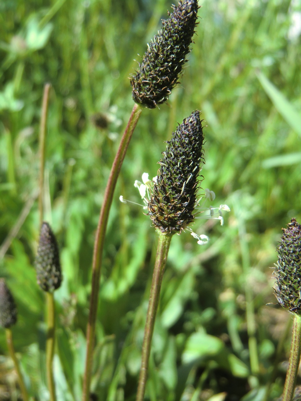 Jitrocel kopinatý - Plantago lanceolata :: Rostliny lučních a ...