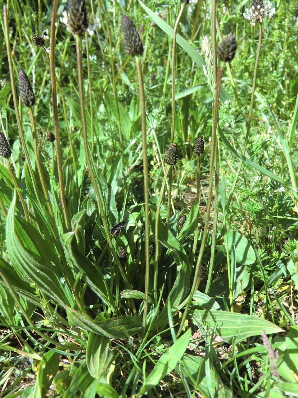 Jitrocel kopinatý - Plantago lanceolata :: Rostliny lučních a ...
