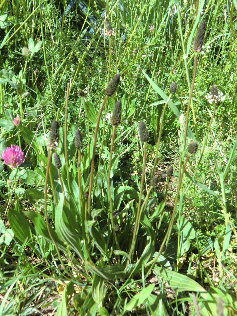 Jitrocel kopinatý - Plantago lanceolata :: Rostliny lučních a ...