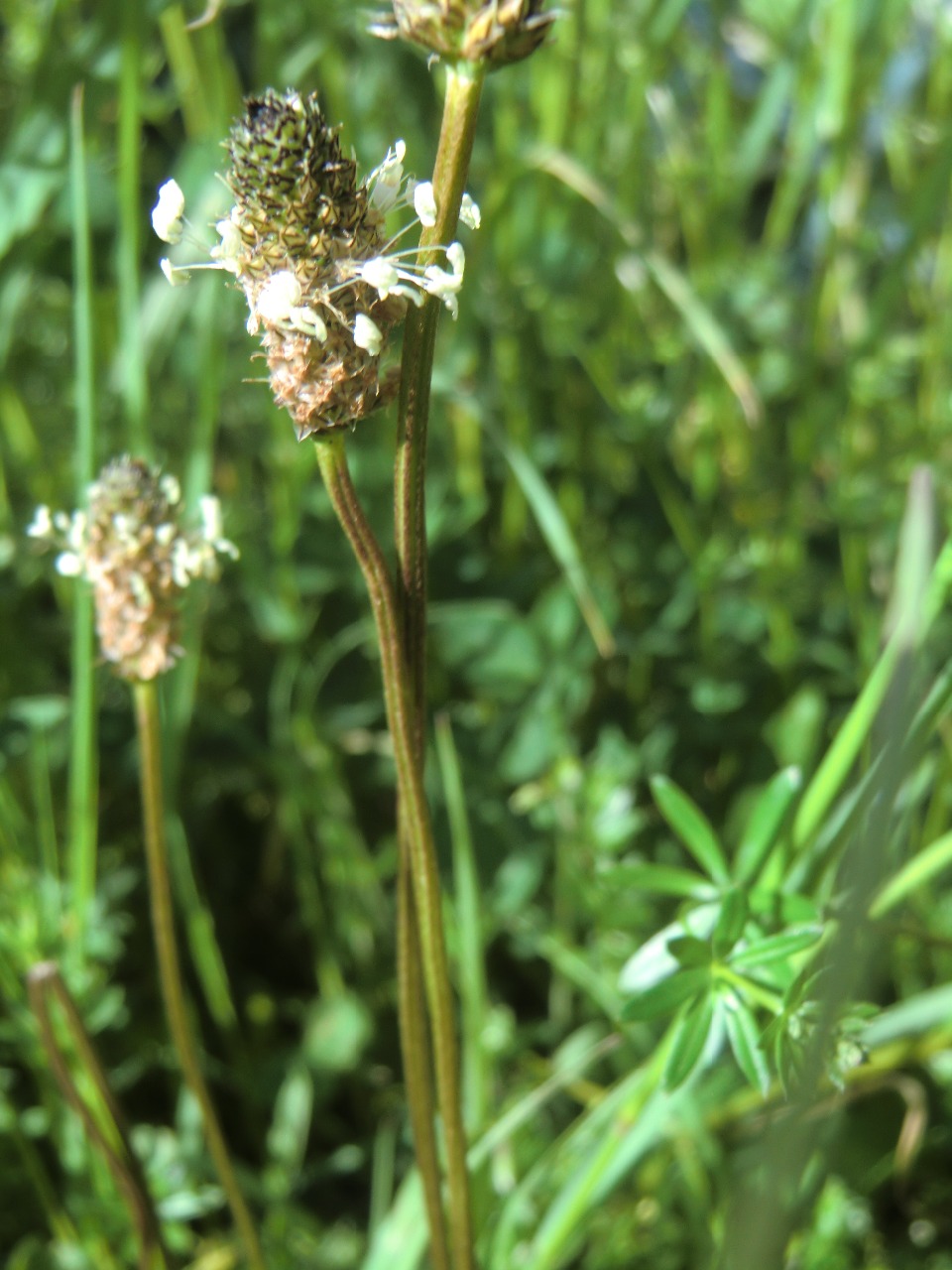 Jitrocel kopinatý - Plantago lanceolata :: Rostliny lučních a ...