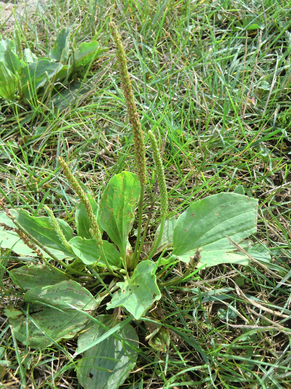 Jitrocel větší - Plantago major :: Rostliny lučních a pastevních ...