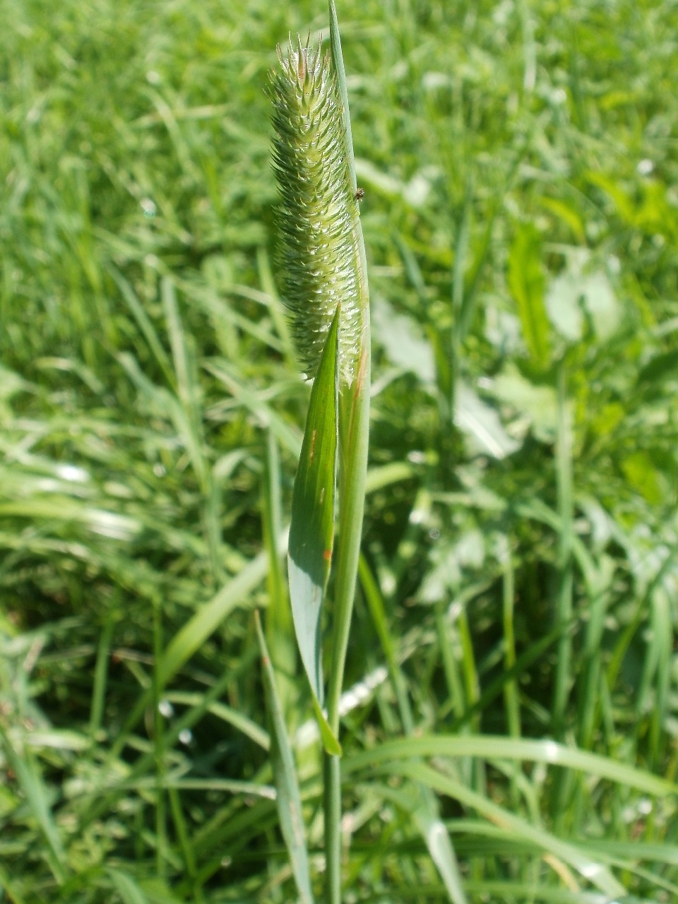 Bojínek luční - Phleum pratense :: Rostliny lučních a pastevních ...
