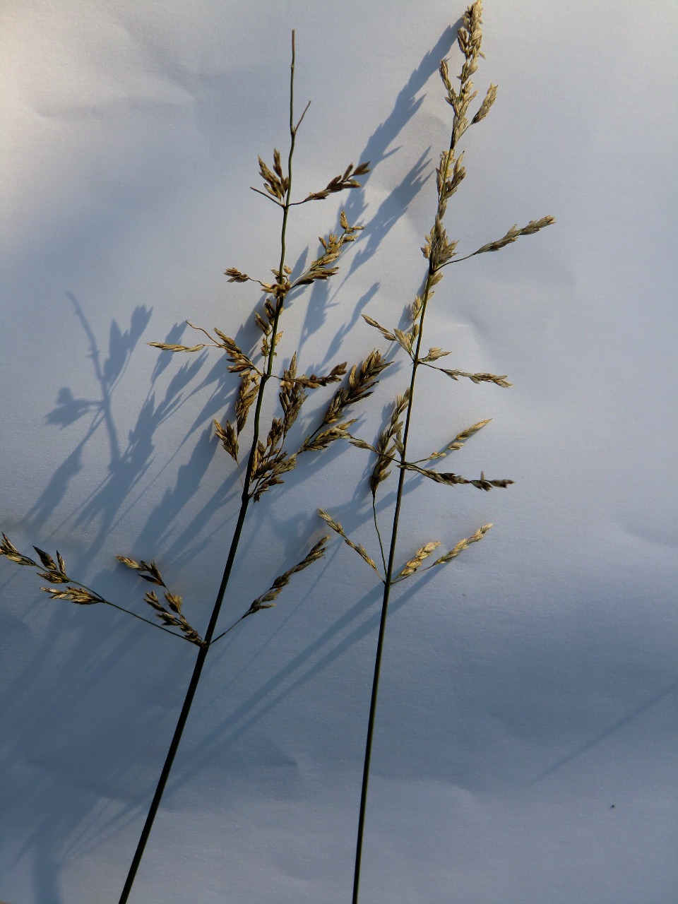 Lipnice luční - Poa pratensis :: Rostliny lučních a pastevních porostů ...