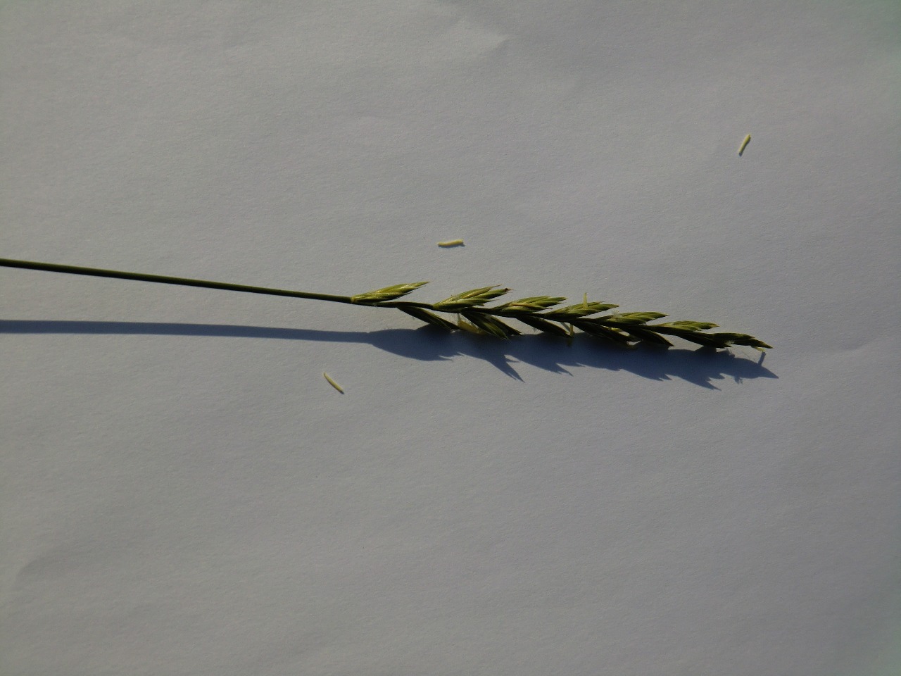 Pýr plazivý – Elytrigia repens :: Rostliny lučních a pastevních porostů ...