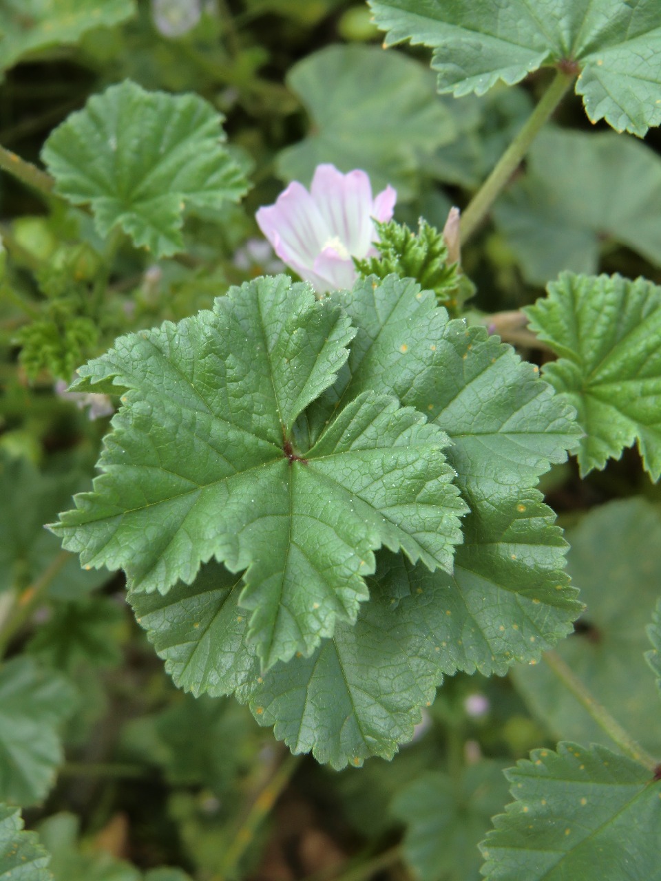 Sléz přehlížený - Malva neglecta :: Rostliny lučních a pastevních ...